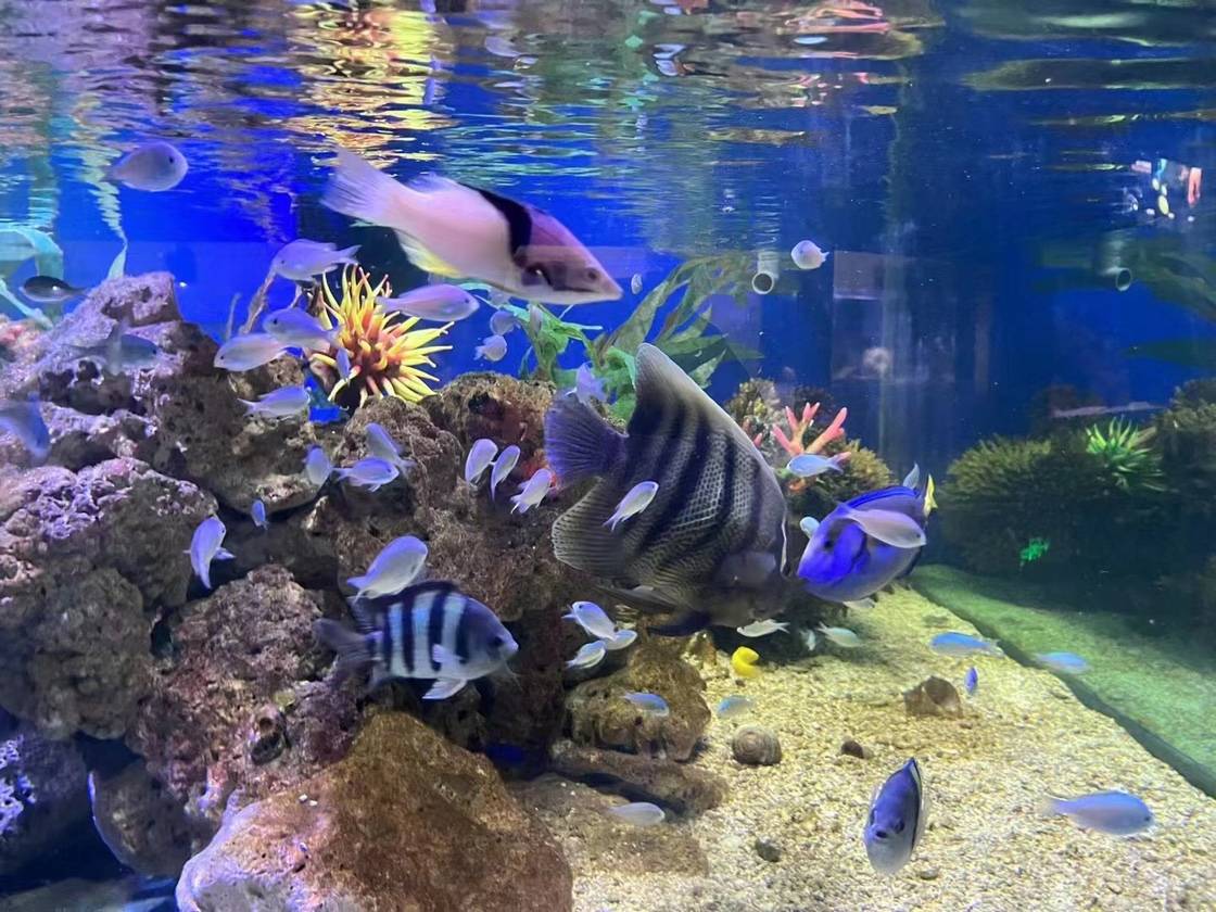 mRNA质量检测之poly A尾检测方法_长度_TAIL-seq_进行