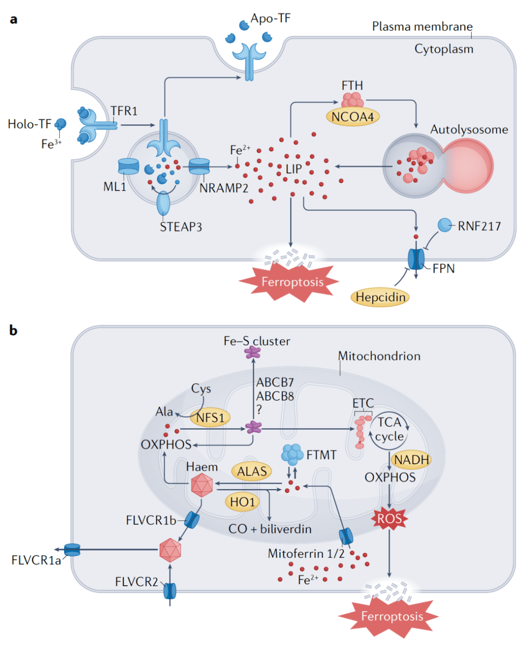 医学人追捧的国自然热点重磅综述来了！还登顶2023年 49+ Nature子刊封面！_死亡_代谢_机制
