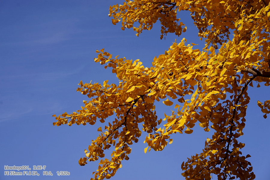 碎语杂记 | 有些事儿，不解释（20221114）_同志_电视_儿子