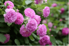 南化实小教育集团完成三所成员校统一揭牌！_发展_办学_小学