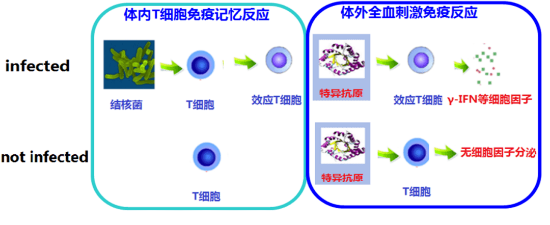 γ-干扰素释放试验（IGRAs）简介_结核_检测_诊断