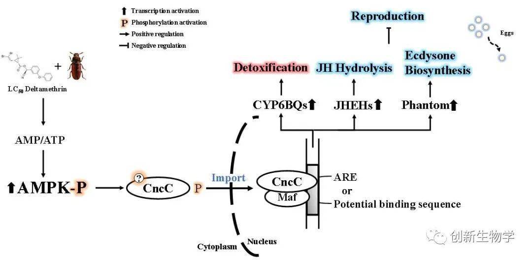 扬州大学王建军教授课题组在PNAS发表研究论文，首次揭示了介导昆虫解毒代谢与生殖权衡的分子机制。_AMPK-CncC_调控