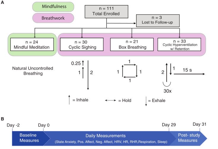 Cell Rep Med | 简短的结构化呼吸练习可以改善情绪，减少生理唤醒_冥想_研究_周期性