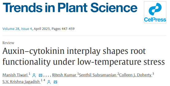 Trends in Plant Science | 生长素-细胞分裂素的相互作用影响低温胁迫下根的结构与功能_植物_根系