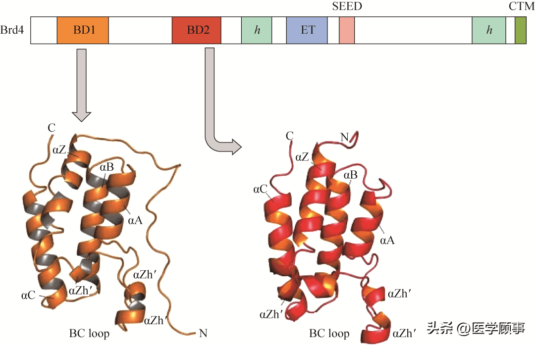 溴结构域蛋白4的结构和功能及其抑制剂在肿瘤研究中的应用_Brd_因子_细胞