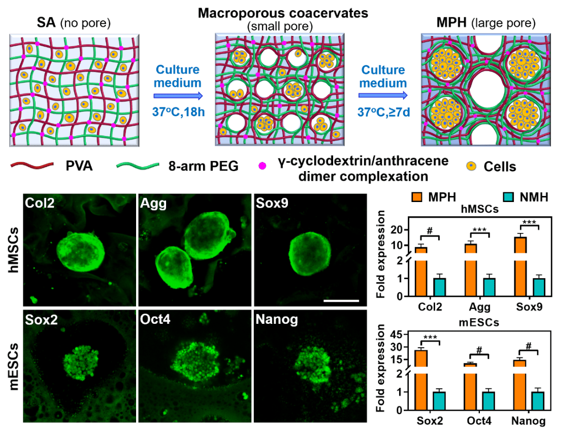 我学者成功构筑细胞相容性超分子材料_凝胶_作用_组装