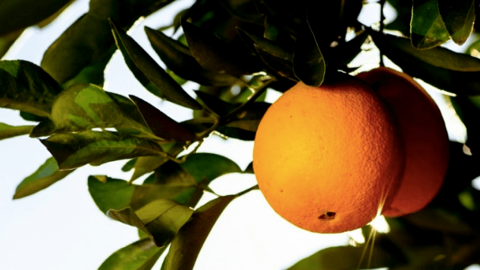 DiSilva Fruit anticipates strong summer citrus volumes_deals_and_the