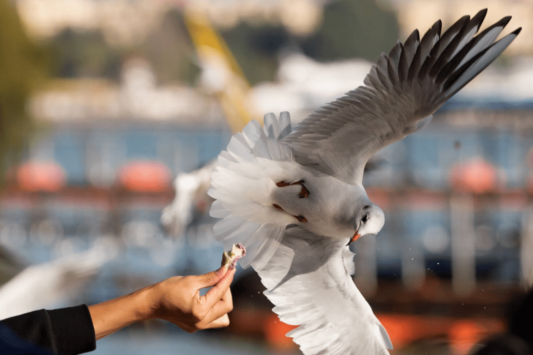 即将听证！猎捕猎杀红嘴鸥 最高拟罚2万元_规定_违法_区人民政府