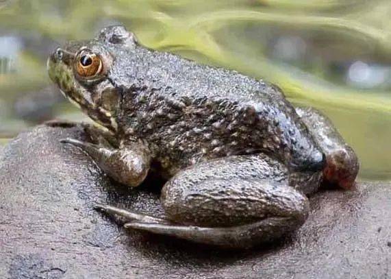 防范外来物种入侵丨餐桌上的入侵生物--美洲牛蛙_栖息地_池塘_个体