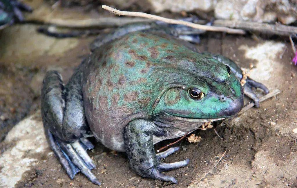 防范外来物种入侵丨餐桌上的入侵生物--美洲牛蛙_栖息地_池塘_个体