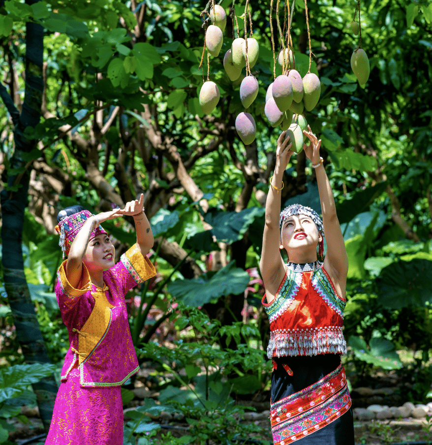 乐享云南 | 好礼·元江芒果金凤凰_文化_玉溪_带回家