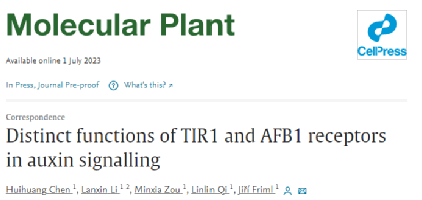Mol Plant背靠背|Jiří Friml, Mark Estelle等阐述生长素受体TIR1/AFB1功能分化的缘由_定位_调控_细胞质