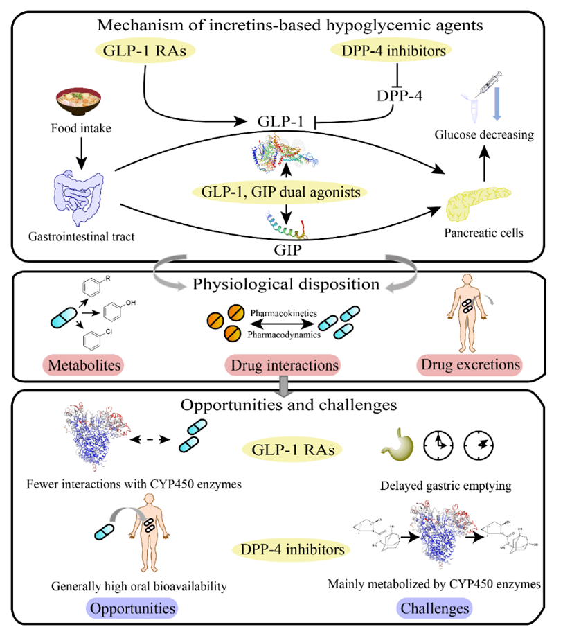 【APSB推荐】肠促胰岛素类降糖药物治疗2型糖尿病的机遇与挑战_研究生_Acta_代谢