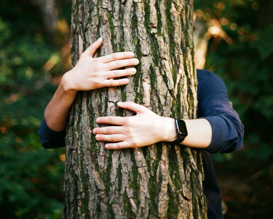 年轻人爱上的“抱树”，是真养生还是伪科学_树木_考拉_研究
