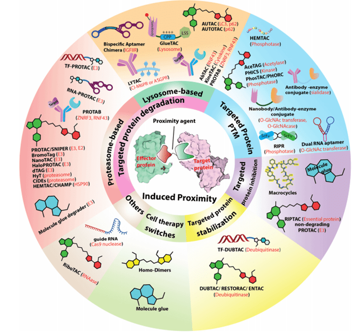 临近诱导模式：PROTAC，LYTAC，DUBTAC，RiboTAC..._蛋白质_功能_分子