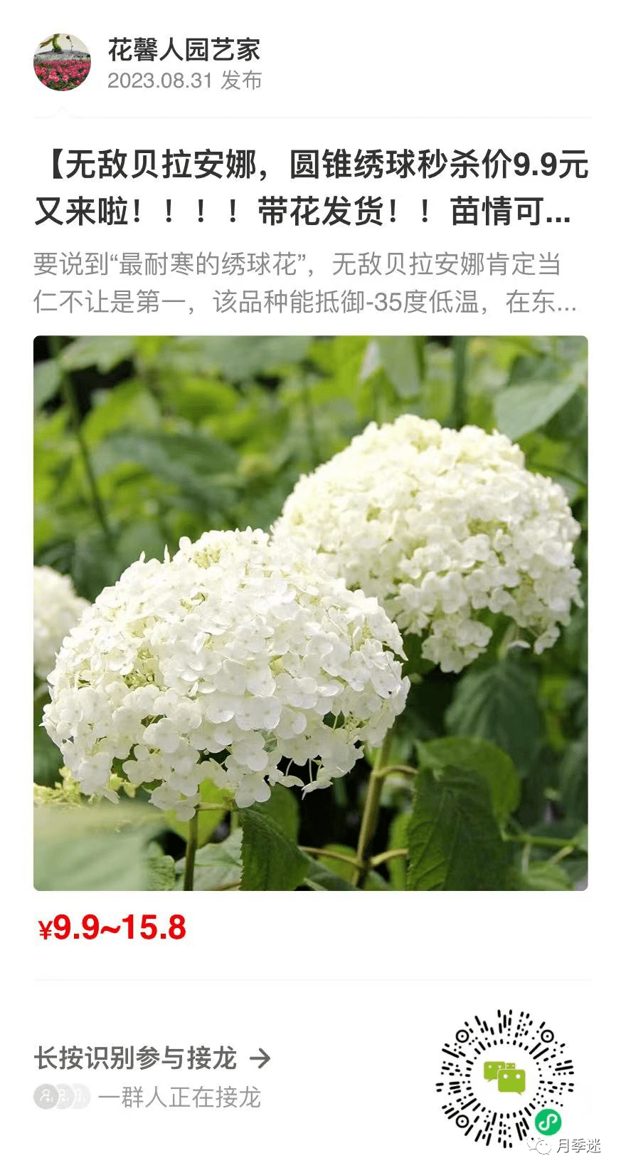 最美绣球排行 无敌贝拉安娜vs圆锥绣球 你更喜欢哪一款? 月季 品种 种植