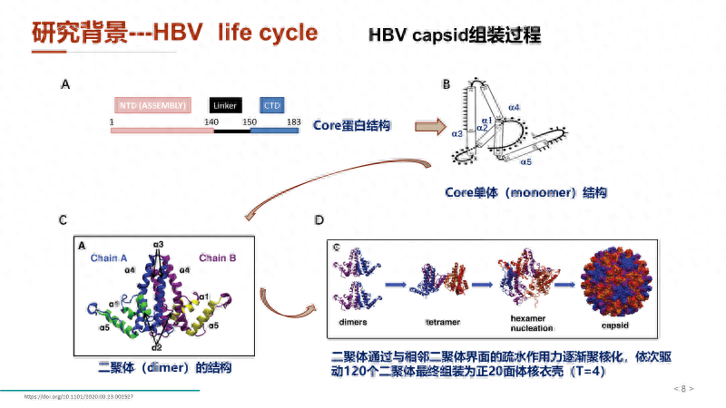 认识HBV DNA复制过程中的精细调控_蛋白_pgRNA_core