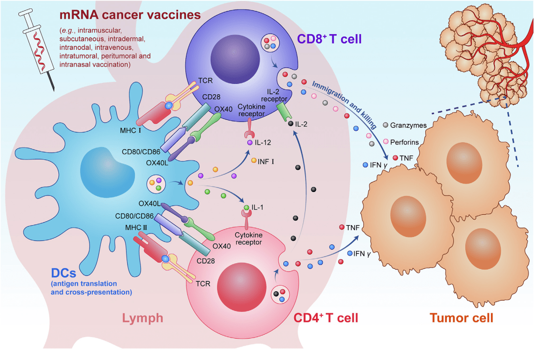 今晚有约 | 肿瘤mRNA疫苗研发及工艺开发_研究_生物制品_技术