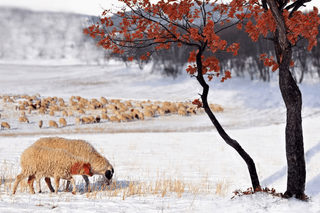 中国冬天最勾魂的10个地方，总有一个你想去的！_武当山_万宁_世界