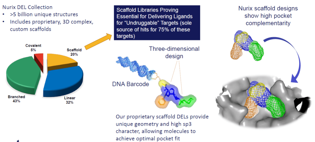 PROTAC：Nurix Therapeutics技术平台、研发管线、融资现状_蛋白_调节_治疗